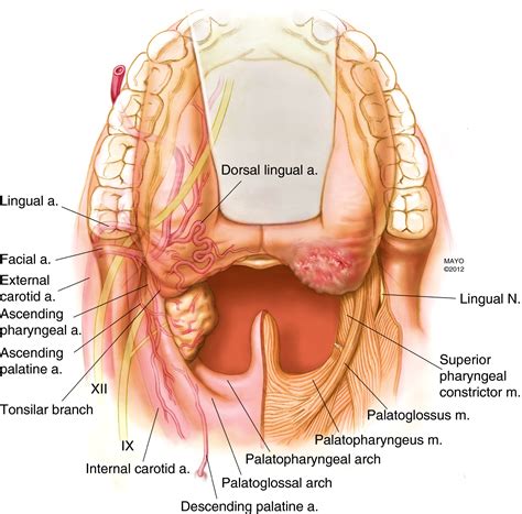 Oropharyngeal Anatomy External Anatomy Of The Oral Cavity