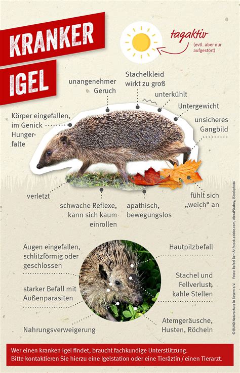Igel Gefunden Was Nun Igelfreunde Meerbusch
