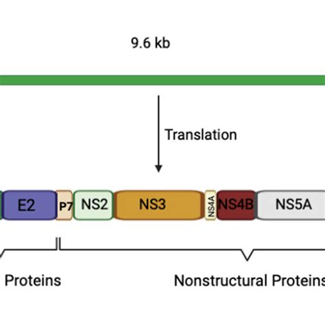 Schematic Presentation Of Hcv Genome And Polyprotein Precursor The Hcv