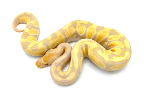 Toffino Ball Python By Royal Constrictor Designs