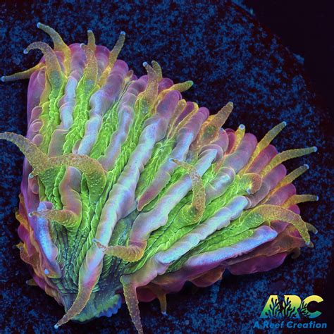 Arc Translucent Plate A Reef Creation