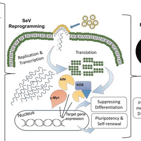 Overview Of Cellular Reprogramming Into Ipscs Using Non Transmissible