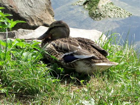 9 Free Eend Vrouwtjes And Duck Females Images Pixabay