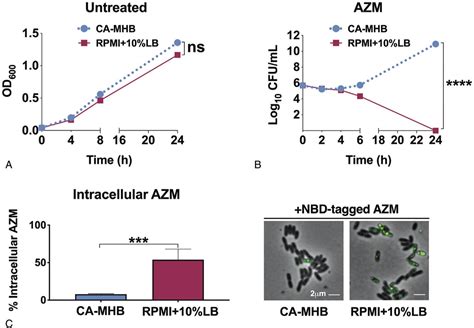 Azithromycin Exerts Bactericidal Activity And Enhances Innat