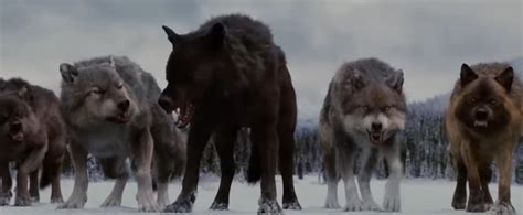 Twilight Wolf Sam Embry And Brady Pic 2 By Kaelynturtle350 On Deviantart