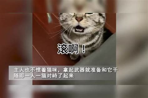 猫咪在家乱尿被主人用拖鞋胖揍,跑到主人目前破口大骂:不讲武德 猫咪在家乱尿被主人用拖鞋胖揍,跑到主人目前破口大骂:不讲武德