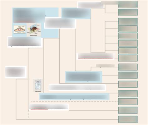 Biology 182 Phylogenetic Tree Diagram Quizlet