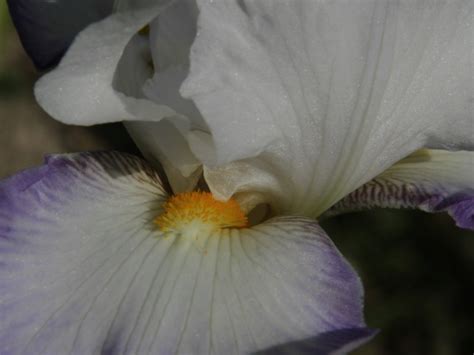 Iris Coeur Dor Ou Pas Coeur Dor