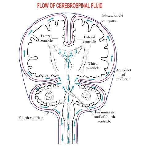 Ventricles Of Brain And Cerebrospinal Fluid Csf