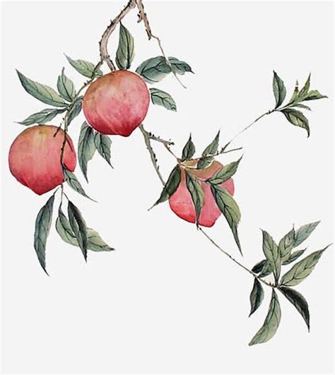 桃树百度图片搜索