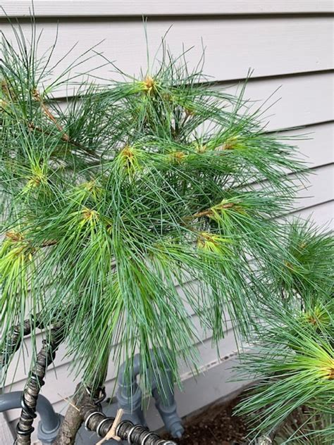 White Pine Identification Horticulture Mirai Forum