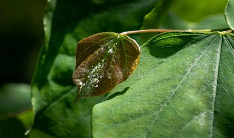 Pests On The Leaves Of Eastern Redbud Cercis Canadensis Cacopsylla