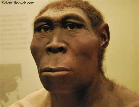 Homo Erectus