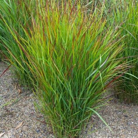 Shop Panicum Virgatum Hanse Herms J Parkers