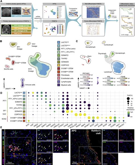 Single Cell Sequencing Identifies Differentiation Related Markers For