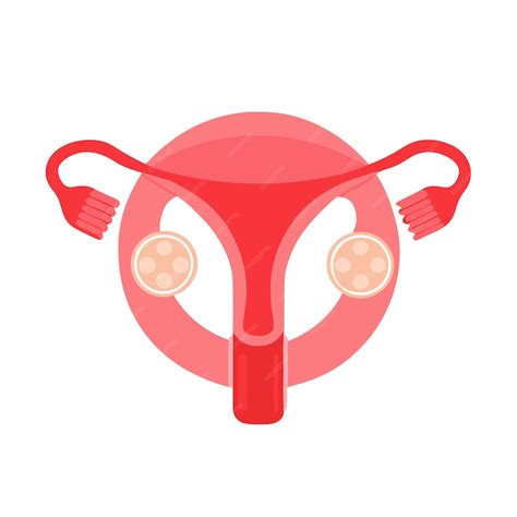Premium Vector Anatomy Of The Female Reproductive System Diagram Of