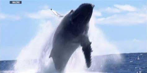 Murray Mccory Creator Of The School Backpack Dies At 80