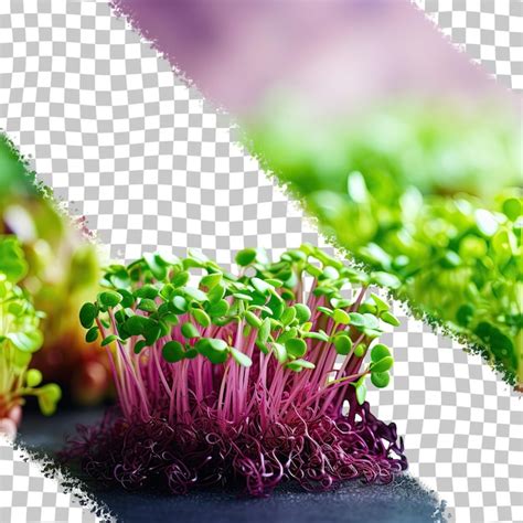 Premium Psd Assorted Microgreens Symbolize Fresh Organic Health