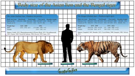 Lion Vs Siberian Tiger Size