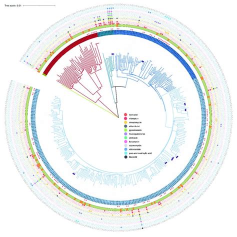 Phylogenetic Tree For The 354 Mycobacterium Tuberculosis Isolates Download Scientific Diagram