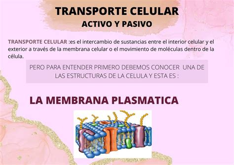 Carta De Transporte Activo Y Pasivo