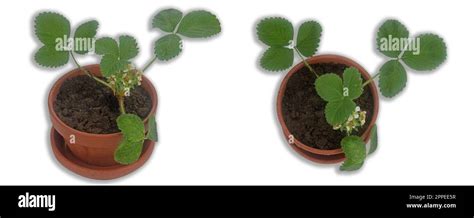 Strawberry Plant In Brown Clay Flower Pot With Saucer Isolated On A