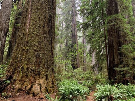 Jurassic Park Photograph By David Engstrom Pixels