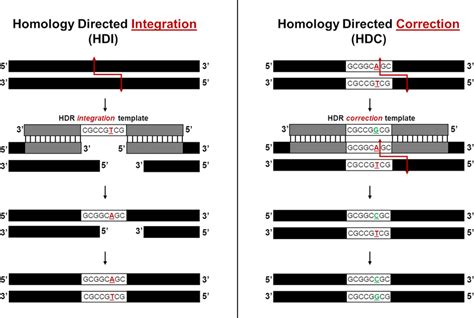 Homology Directed Integration Hdi And Homology Directed Correction