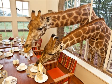 Giraffe Manor In Kenya Business Insider