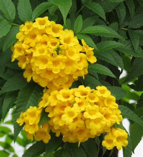 Yellow Bells Yellow Elder Tecoma Stans 100 Seeds Randb Floridaseeds
