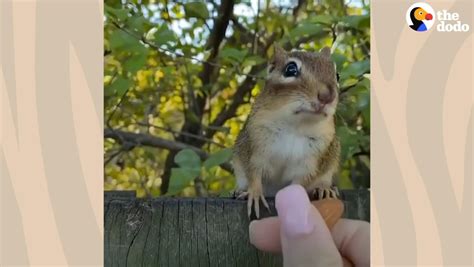 Cute Chimpunk Gets Disappointed When Caretaker Feeds Another Chimpunk R Mademesmile
