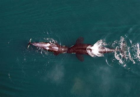 Orca Rare View From Aerial Vehicle Aboutwhales