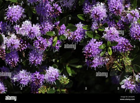Shrub Vernonika Veronica Hebe Flower Stock Photo Alamy