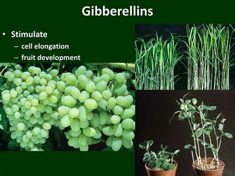 Ppt Plantae Powerpoint Presentation Free Download Id2029279