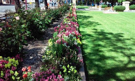 Unley Miniature Snapdragons And Roses In The Unley War Me Flickr