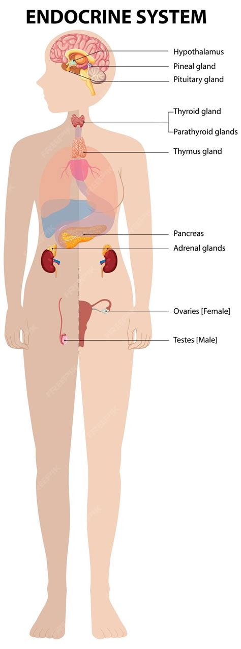 Diagrama Del Sistema Endocrino Humano Vector Gratuito