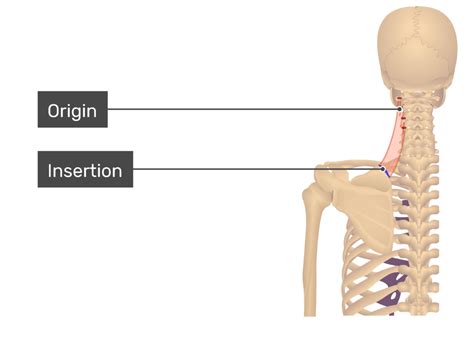 Levator Scapular Diagram Quizlet