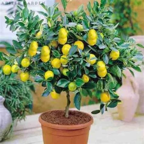 Mudas Para Vasos Mudas Firmiano Mudas Frutíferas E Plantas Ornamentais