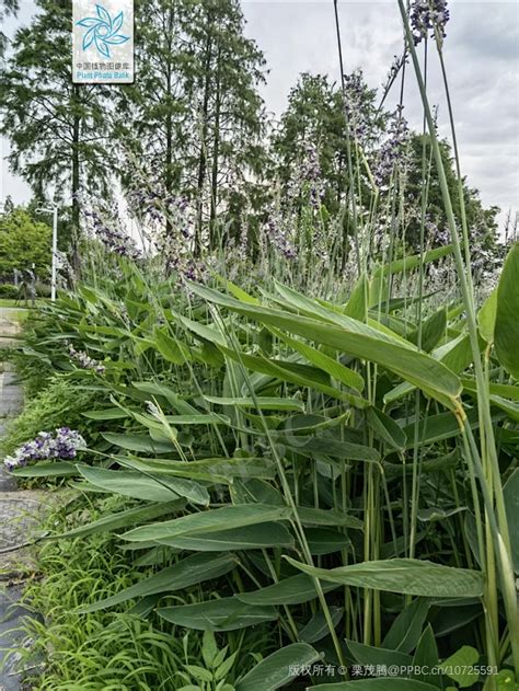 再力花 Thalia Dealbata 中国植物图像库4959291864 花瓣网