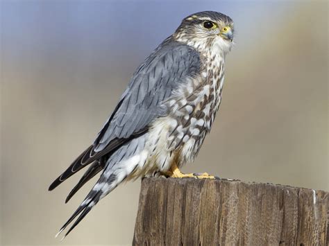 Merlin Ebird