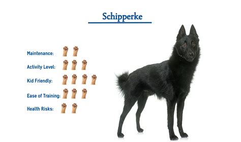 Schipperke Size Schipperke Size Appearance Temperament Price
