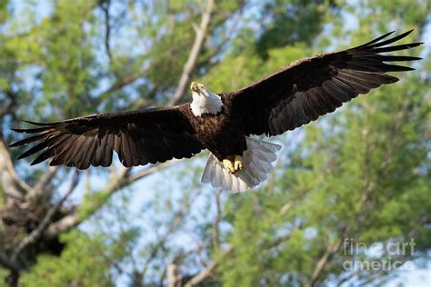 Bald Eagle Wingspan At James Oneill Blog
