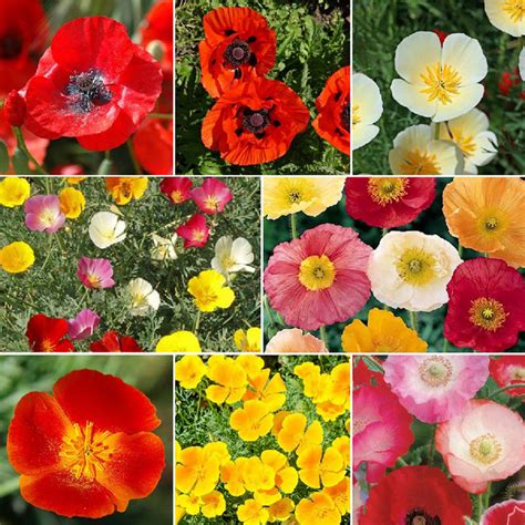 Poppy Seeds Shop 52 Varieties Eden Brothers