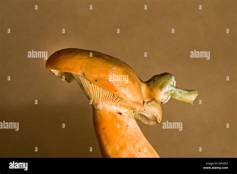 An Example Of Rosecomb Mutation On A Wild Mushroom Lactarius
