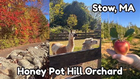 Honey Pot Hill Orchard Stow Ma Apple Picking Donuts Mazes And