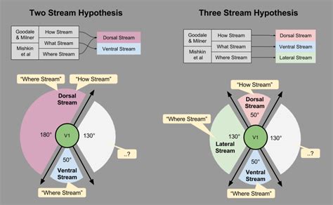 Ventral Stream Fewer Lacunae