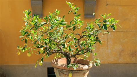How To Care For A Potted Lemon Tree In Winter Indoors Homes And Gardens