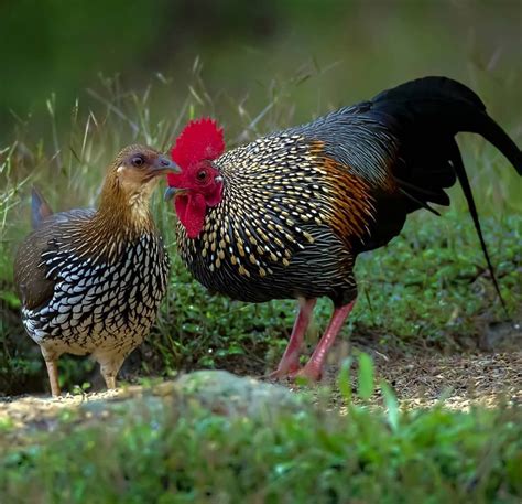 Grey Jungle Fowl
