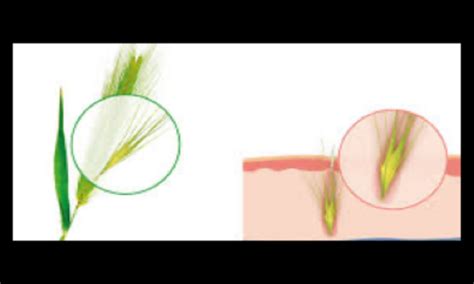 Dangers Of Grass Awns And Foxtails Animal Works Veterinary Surgery