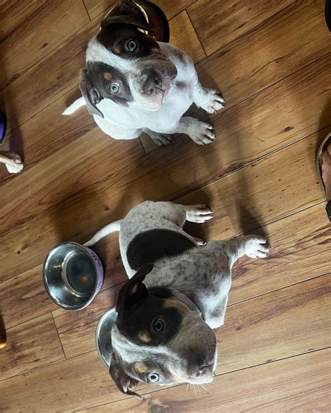 Esteemed Bully We Are 8 Weeks Old Growing Facebook